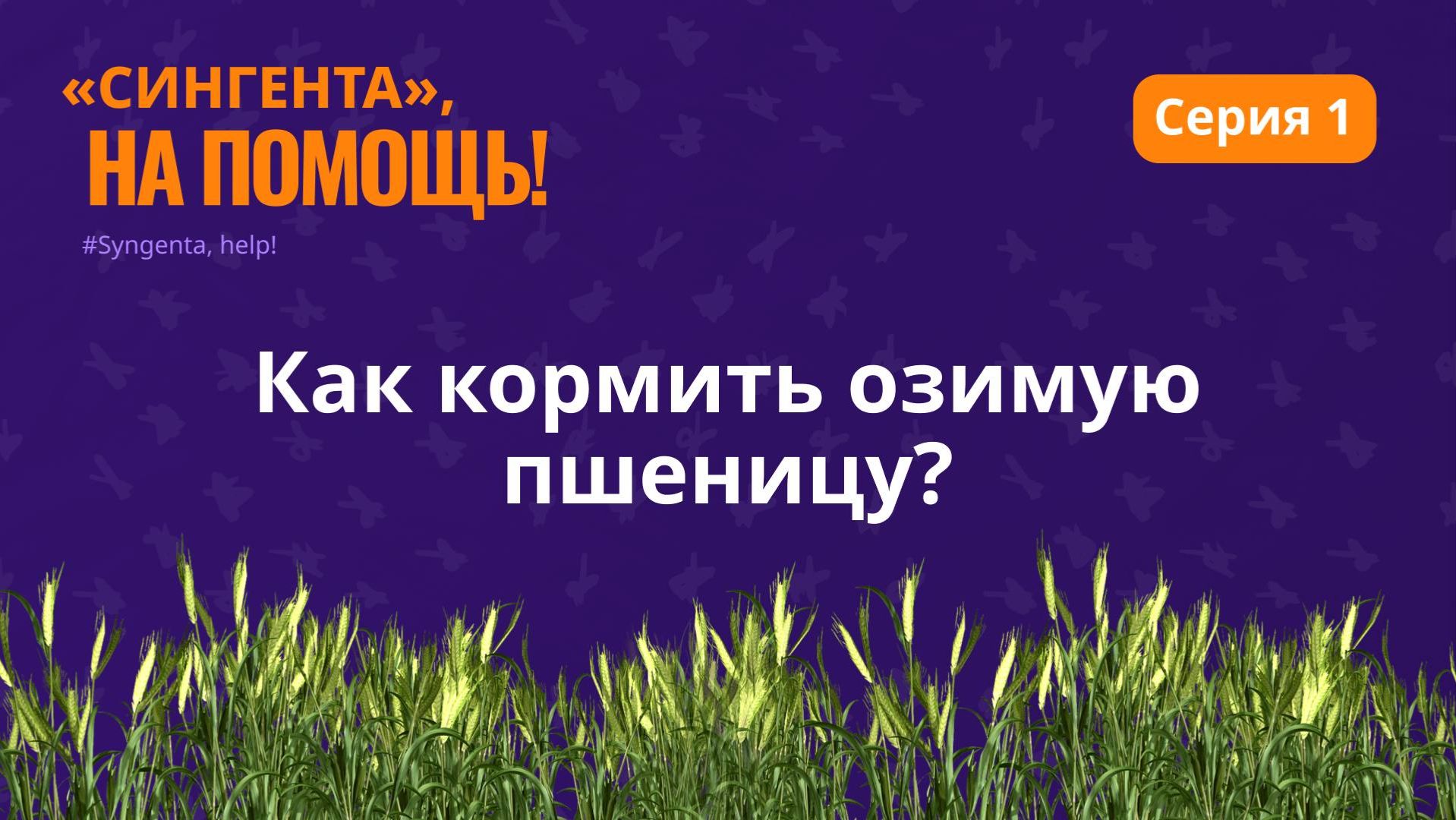 КАК КОРМИТЬ ОЗИМУЮ ПШЕНИЦУ?