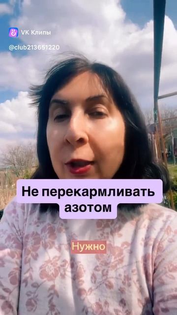 Почему гортензии падают?