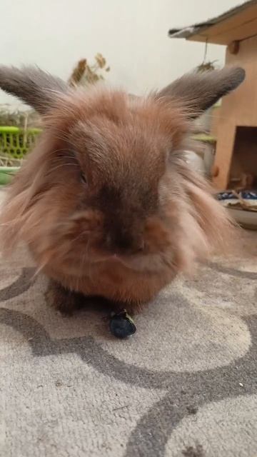 Кролики Баннникула и Маркс едят голубику