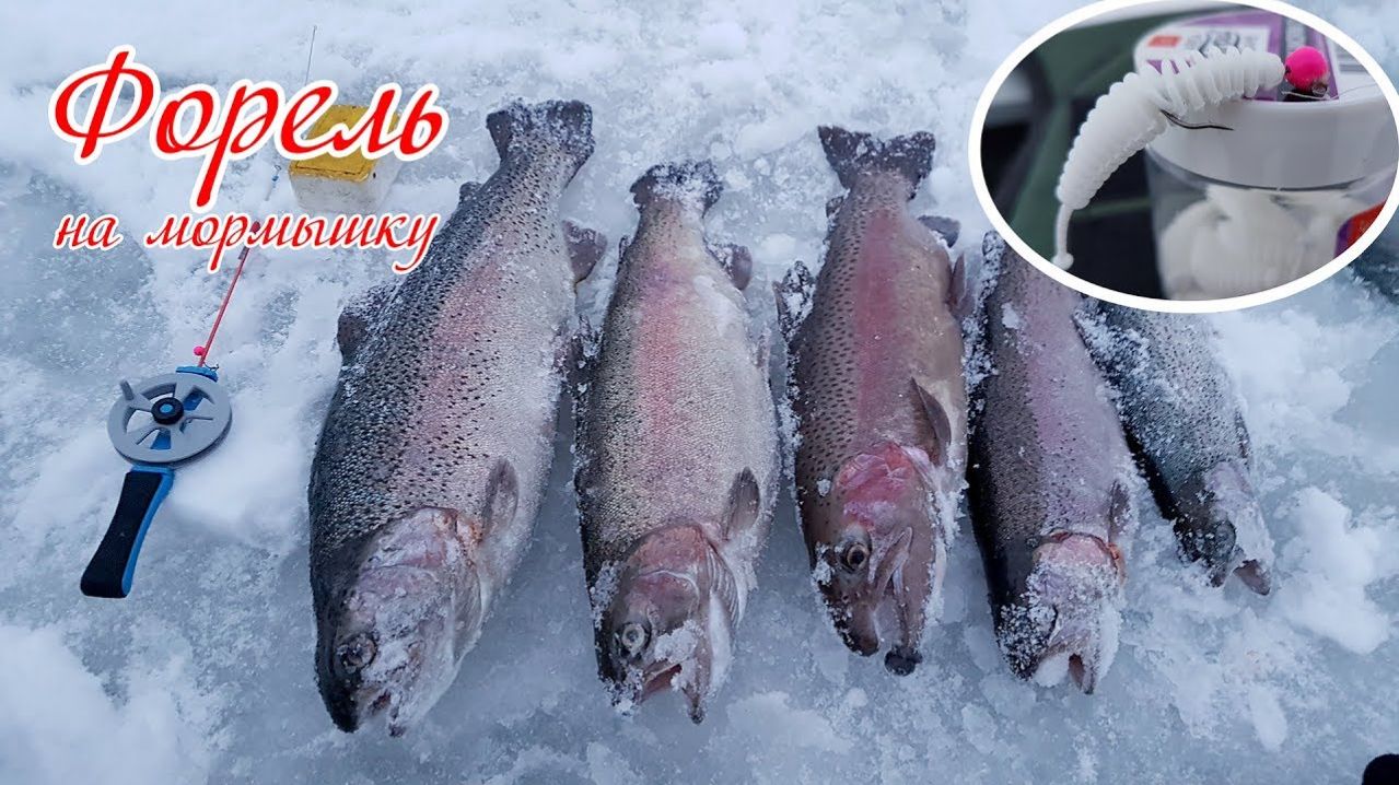 Нереально Крутая Зимняя Рыбалка 2026 Ловим Жирную Форель лучшая Рыбалка 2026 Секретные Места Рыбалка