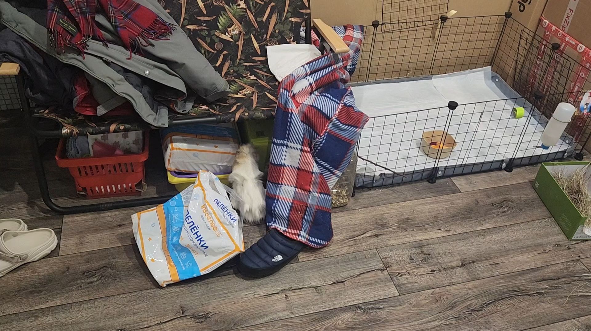 Насыщенная жизнь морских свинок Улли и Пулли 😁 🏃♀️ 📖