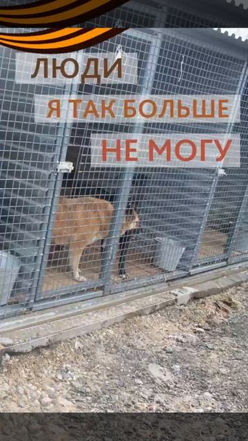 КАШТАН - ВЕТЕРАН! (7+)