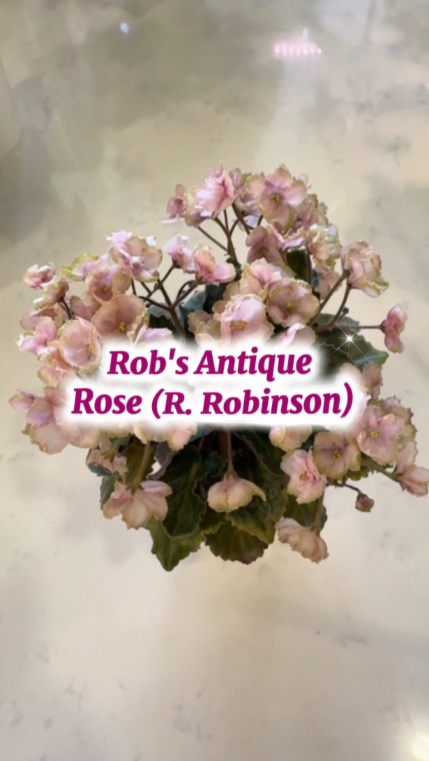 Rob's Antique Rose (R. Robinson)