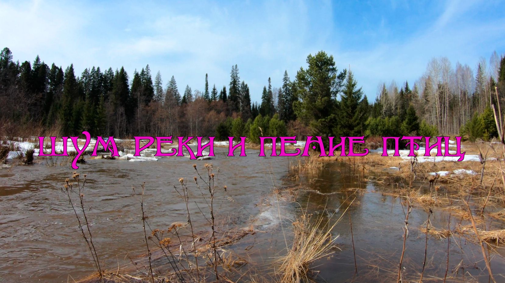 Звуки дикой природы. Река и пение птиц. Релакс. (4К  Ultra HD)
