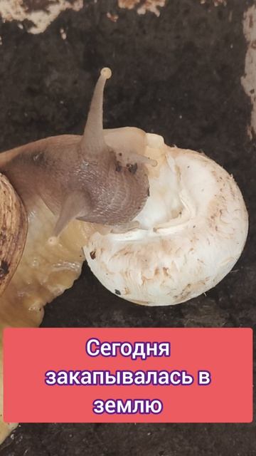 Смешная улитка ахатина ест шампиньон
