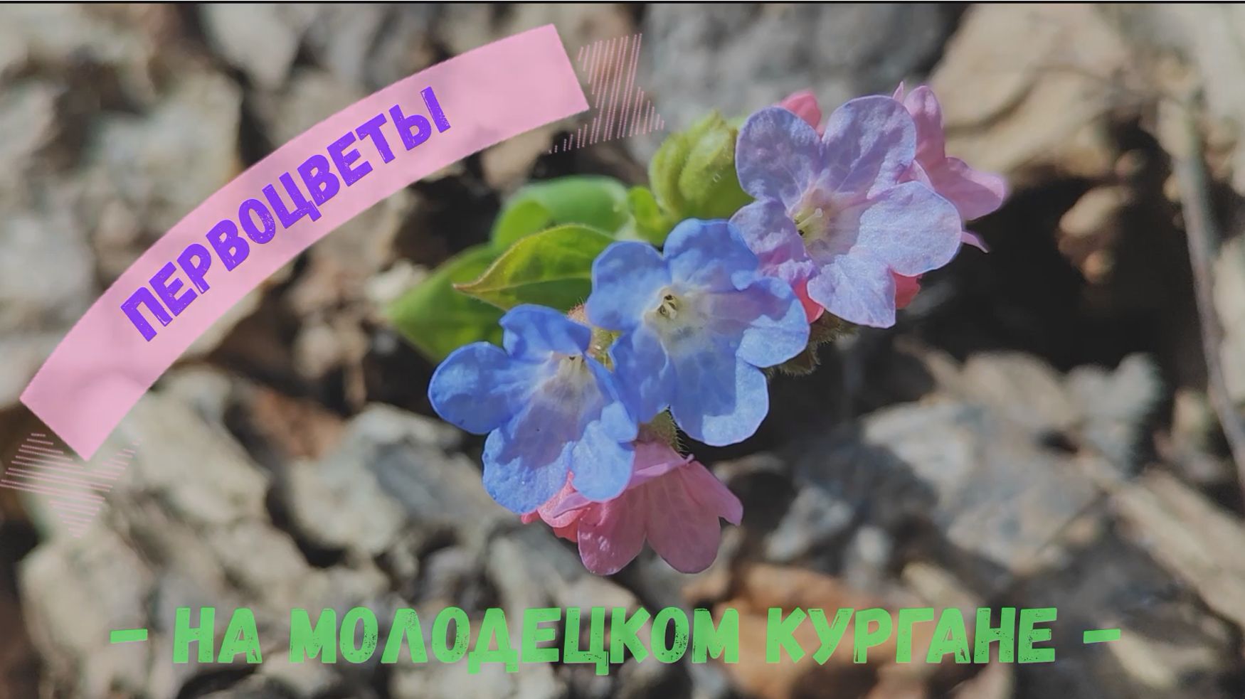 Первоцветы на Молодецком кургане