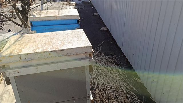 Проверим силу пчелосемей.