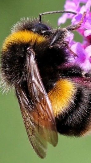 Яснотка. Лучшее время 29 марта 26г.