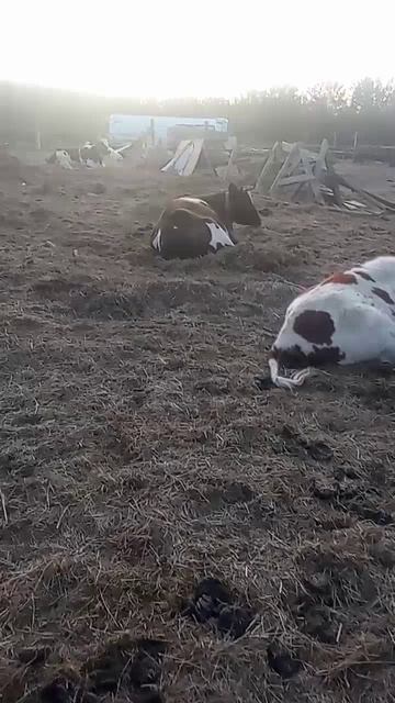 Доброе утро на ферме 2.04.26