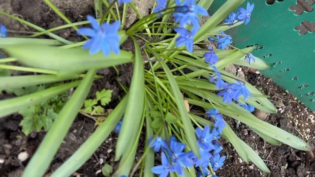 ДНР. Харцызск. 03.04.2026. Цветы у дома. Пролески