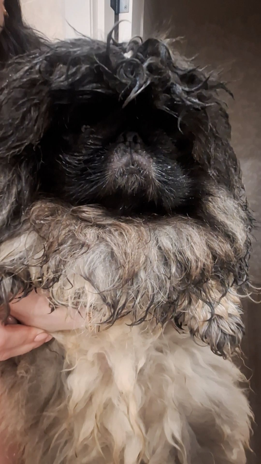 Пекинес Дендик промок