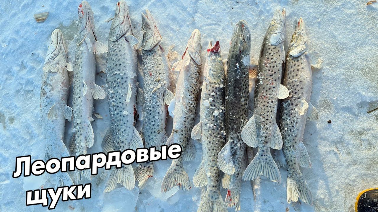 Нереально Гигантские Леопардовые Щуки. Русская Зимняя Рыбалка 2026. Рыбалка на Амуре на Махалку