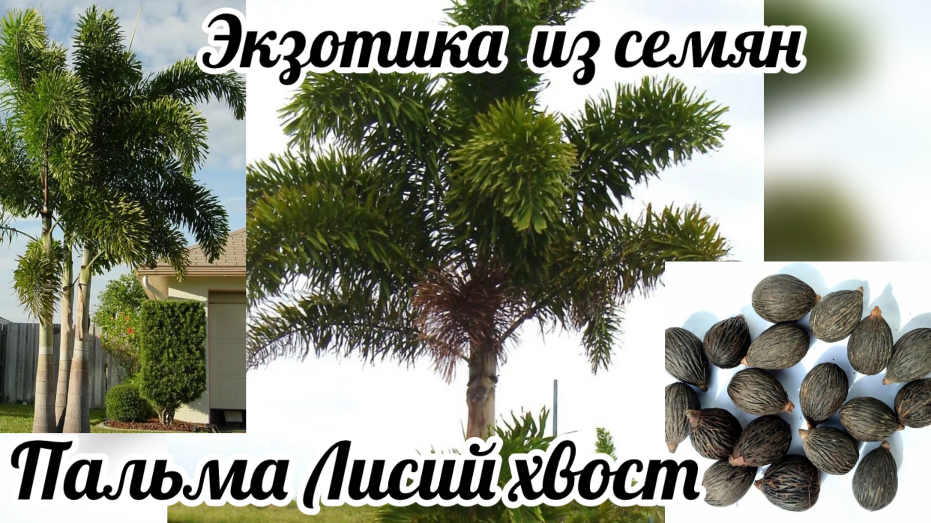 Экзотические растения из семян. Wodyetia BIFURCATA. Водиетия, Пальма Лисий хвост