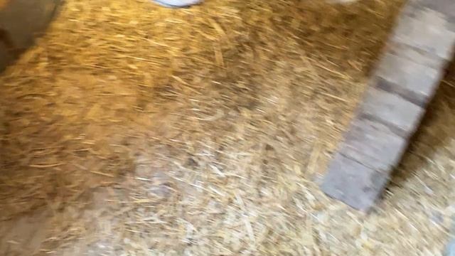 4 апреля. Взрослые курочки