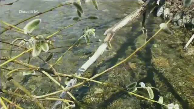 Съездили за вербой три года назад и в прошлом году.mp4