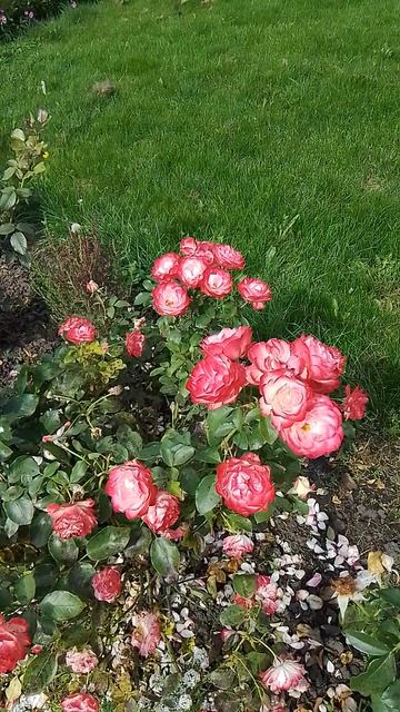 Разнообразие красок