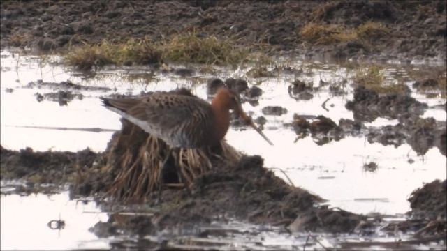 Птицы Новгородской области видео, Большой Веретённик, наблюдение в Ушерско, 4 апреля 2026