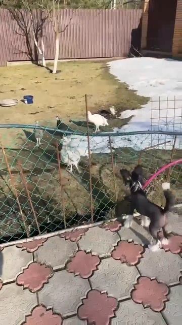 В хозяйстве появились индюшки и у Даши проснулся инстинкт охотника.