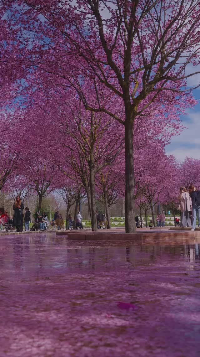 Весна в парке Галицкого #spring #holiday #blossom #sakura #cherry #парк #сакура #слива #цветение