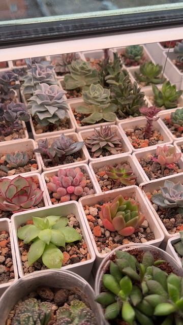 Расставила все свои суккуленты и новые и старые, буду выращивать и рассказывать про уход за ними.