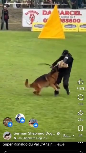 RONALDO du val d`Anzin, TSB (SASTOR v. Huhnegrab — OUASMA du val d`Anzin)