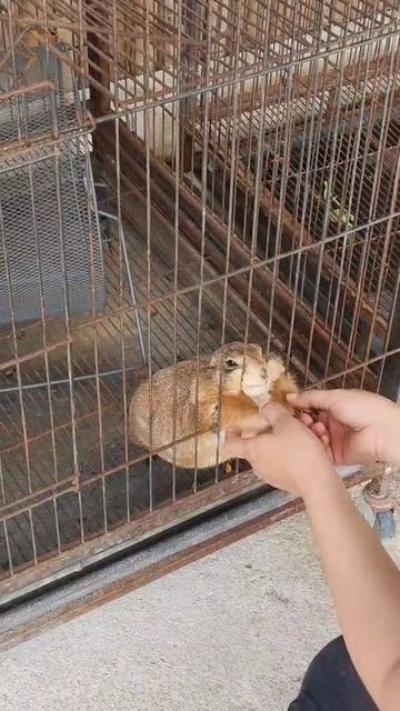 С ним правила не работают