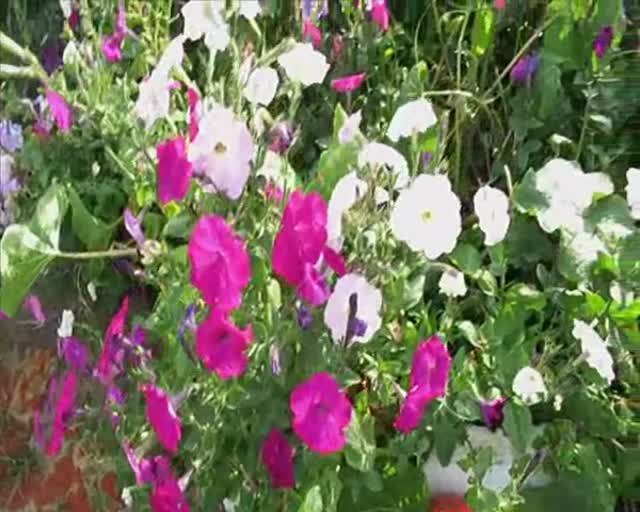 Посев Петунии сразу в грунт в Сибири. Лепетан Мор Фильм 1 часть.