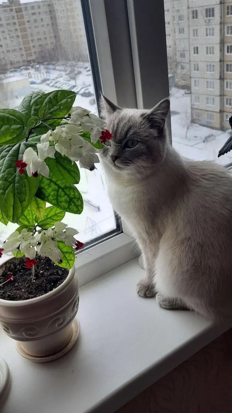 Рассада по состоянию на 1 апреля