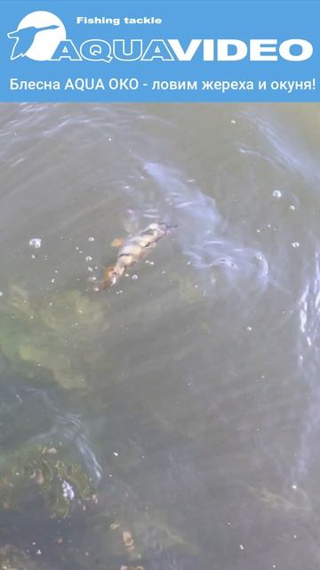 Блесна AQUA ОКО - ловим жереха и окуня!