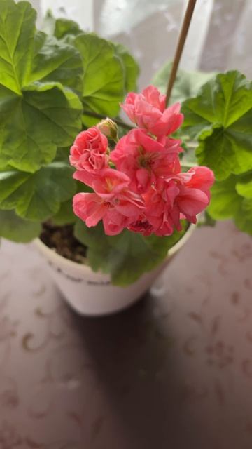 ДНР. Харцызск. 04.04.2026. Цветы у дома. Сорт пеларгонии корейской селекции Queens Charming.Первое ц