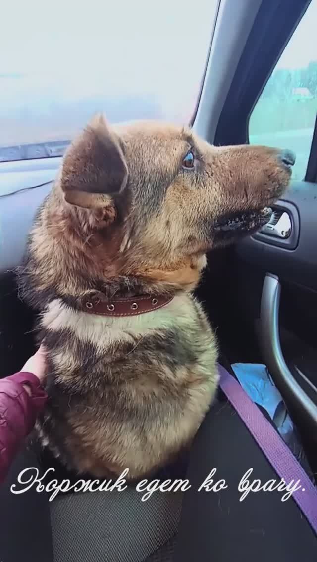 Что же с лапой? ❥ Приют в Малинках #приютдляживотных