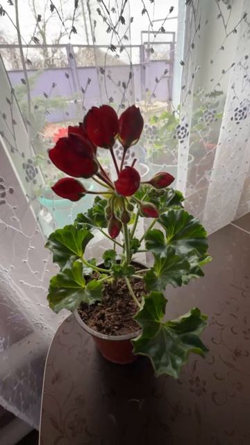 ДНР. Харцызск. 04.04.2026. Цветы у дома. Тюльпановидная пеларгония Lillian Andrea,первое цветение че