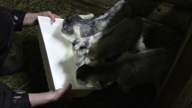 Муромцево 4  апреля  2026г  Козлятам 1 день