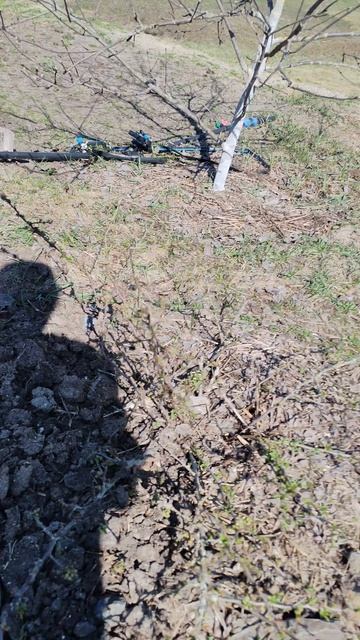 Природные чудеса и воля к жизни!