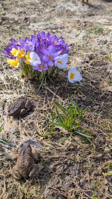 Весенняя красота в Подмосковье ✨🌷 #природа #растения #цветы #дача #shortvideo