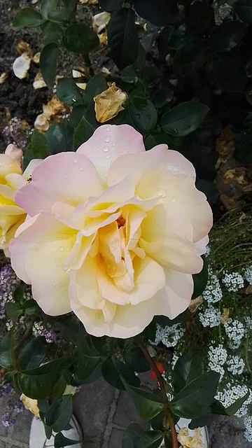 Невинность