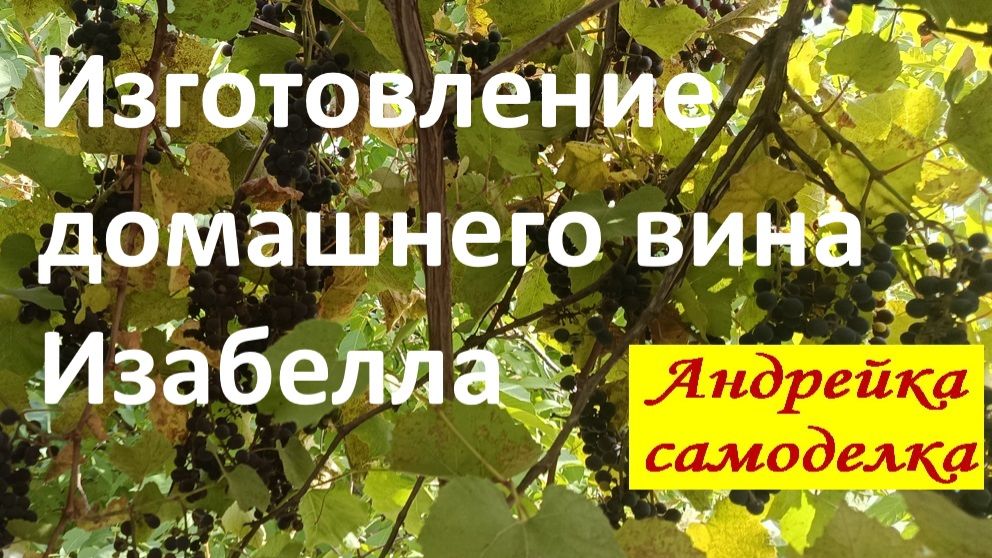 Изготовление домашнего вина Изабелла