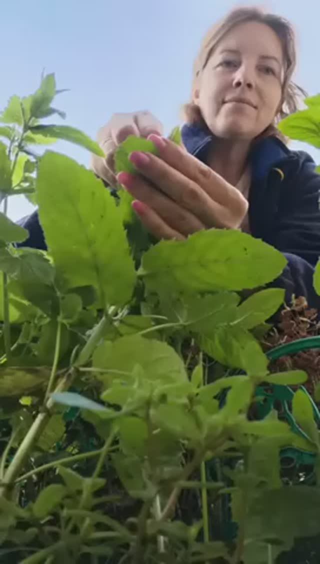 Нежданные гости с листьев мяты 2024