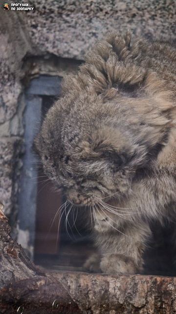 Манул Свэн почесал ухо. Ленинградский зоопарк