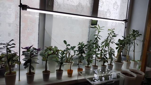 Убираю орхидеи с южного окна 💞