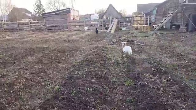 помощники в огороде. режим турбо.