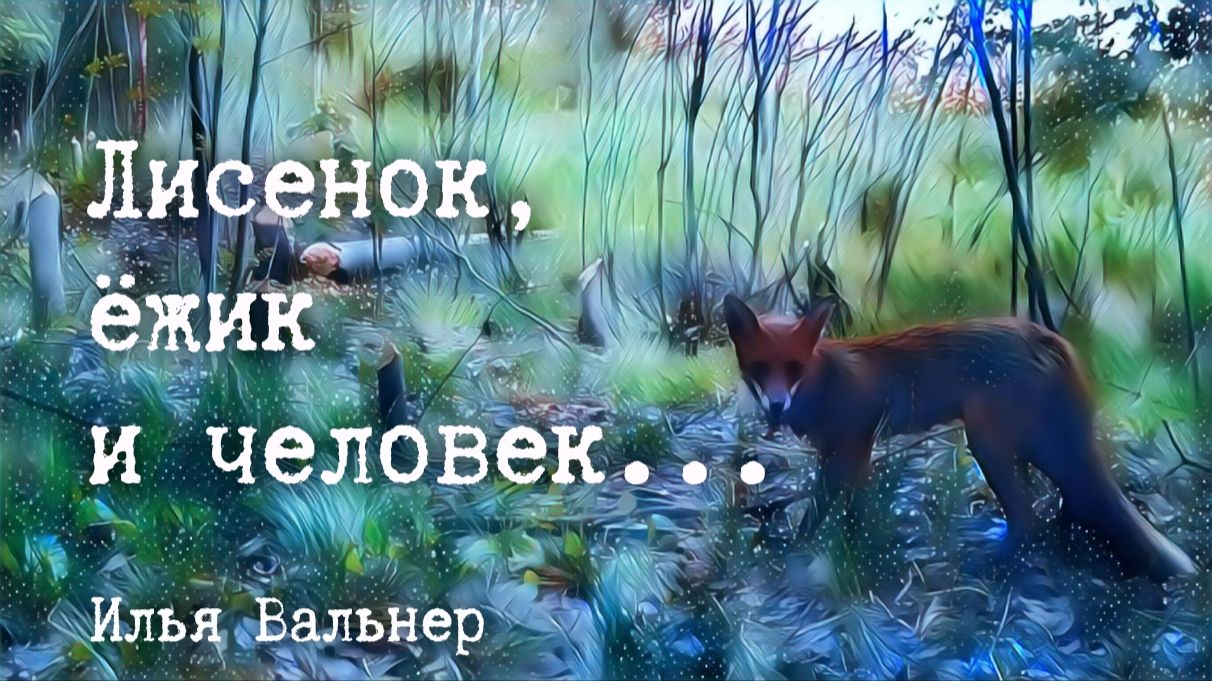 ФОТОЛОВУШКА. ЛИСЕНОК, ЕЖИК И ... ЧЕЛОВЕК