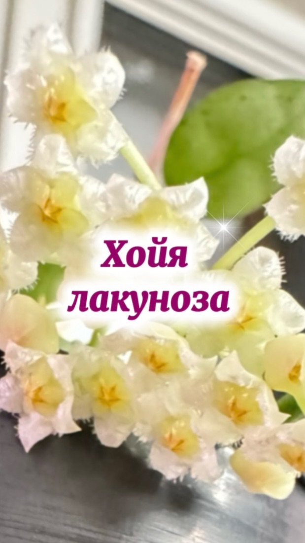 Хойя лакуноза