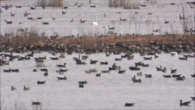 Весенный прилёт птиц в Новгородской области, Гуси, Лебеди, Казарки, 4 апреля 2026
