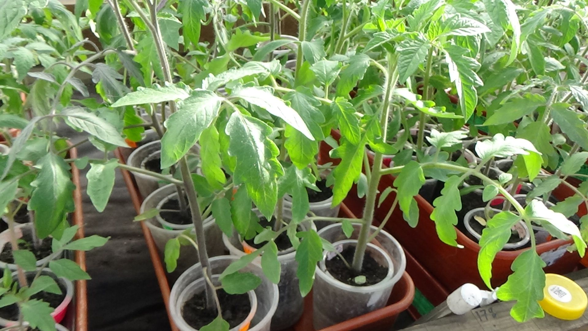 Ответы на вопросы зрителей. Можно ли УКОРАЧИВАТЬ томаты, заглубляя их?