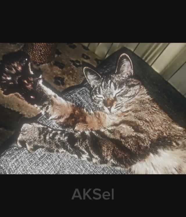 Аксель: от усатого взрослого до пушистого малыша❤😻😸😺💗