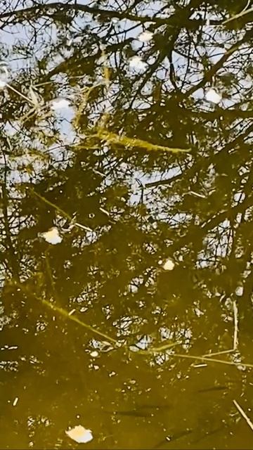 Сотни мальков плотвы