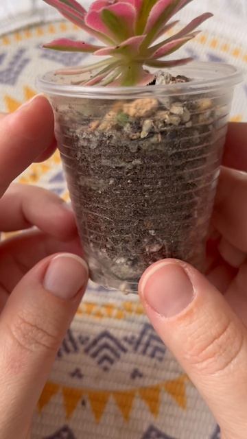 Эониум Розовая Ведьма / Кристатный эониум