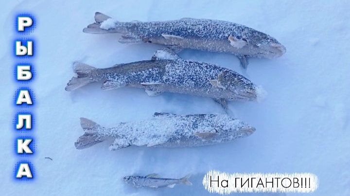 Рыбалка среди Северных Рек! Клёв Трофейного Бешеного Ленка! ТЫНДА!!!