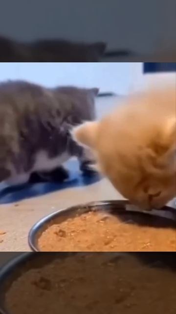 Ну очень не вкусная еда и жесткая